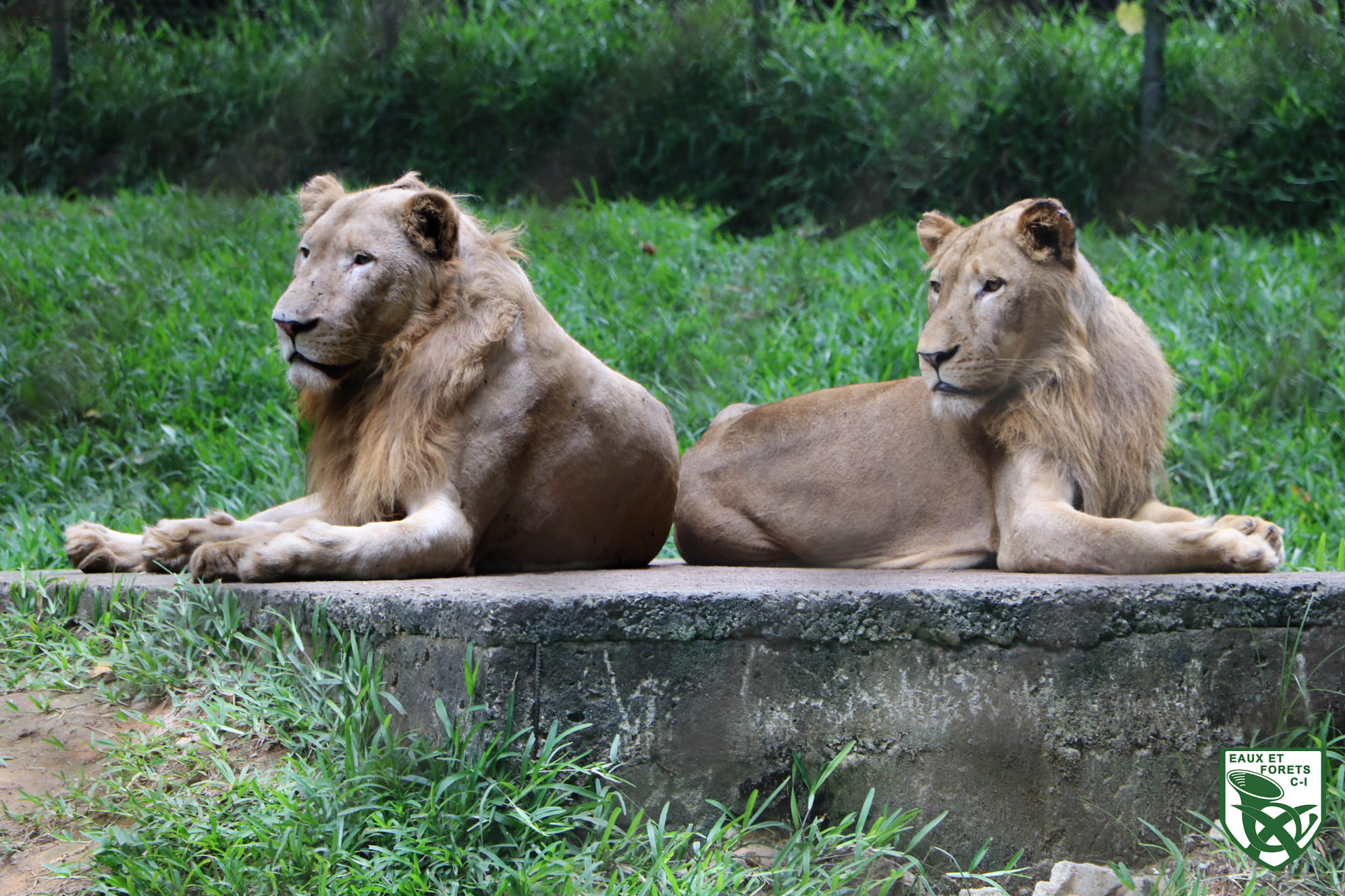 Visite inopinée au Zoo national d'Abidjan du Directeur Général Adjoint ...