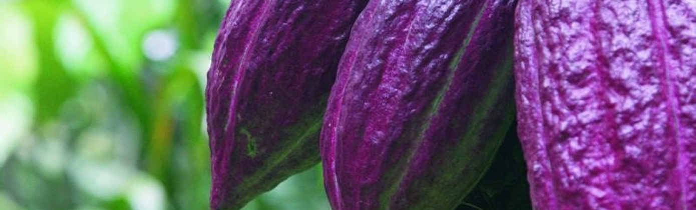 Inventaire Forestier et Faunique National (IFFN) | Ministère des Eaux ...